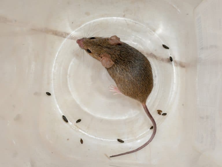 What Does Rat Poop Look Like? (Shape, Size, Color, Texture) - What Kills It