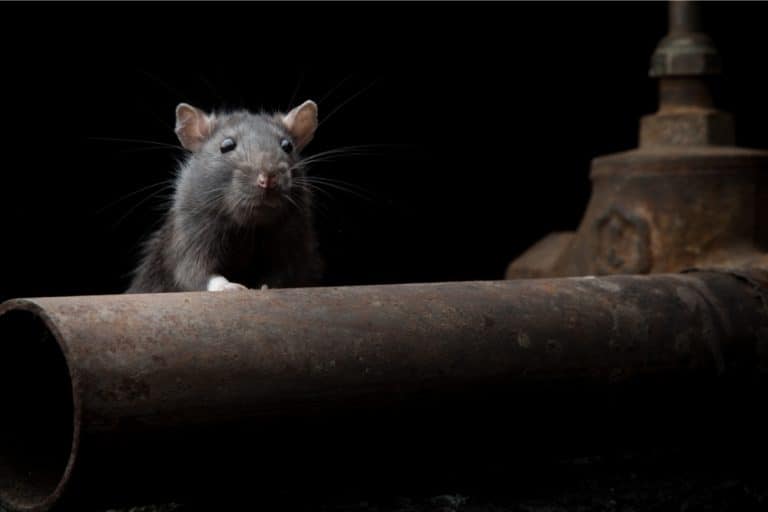 Do Rats Have Bones or are they Boneless, Spineless? - What Kills It